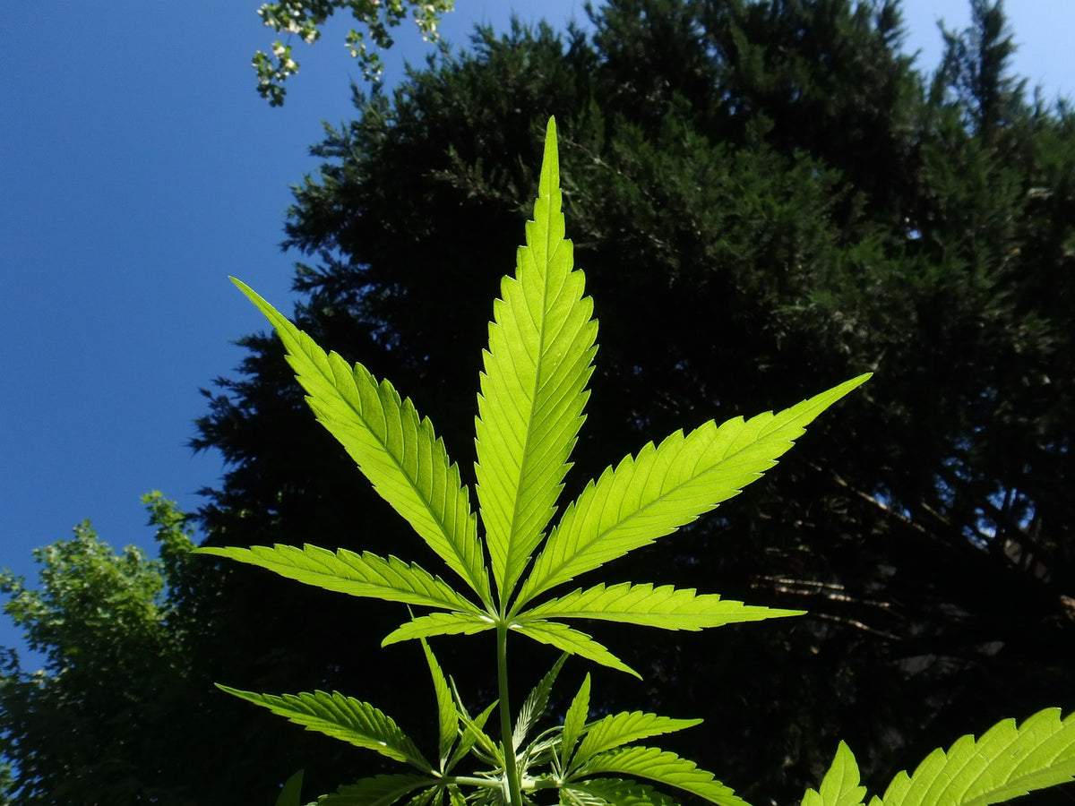 Quelle différence entre CBD et CRD ? – Natukana CBD & VAPE